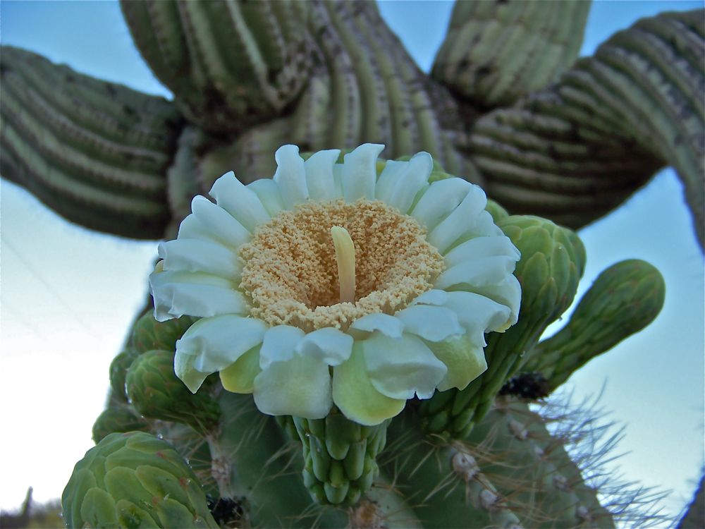Saguaro Cactus Flower Images | Sonoran Desert Pictures: Page 2 | Live ...