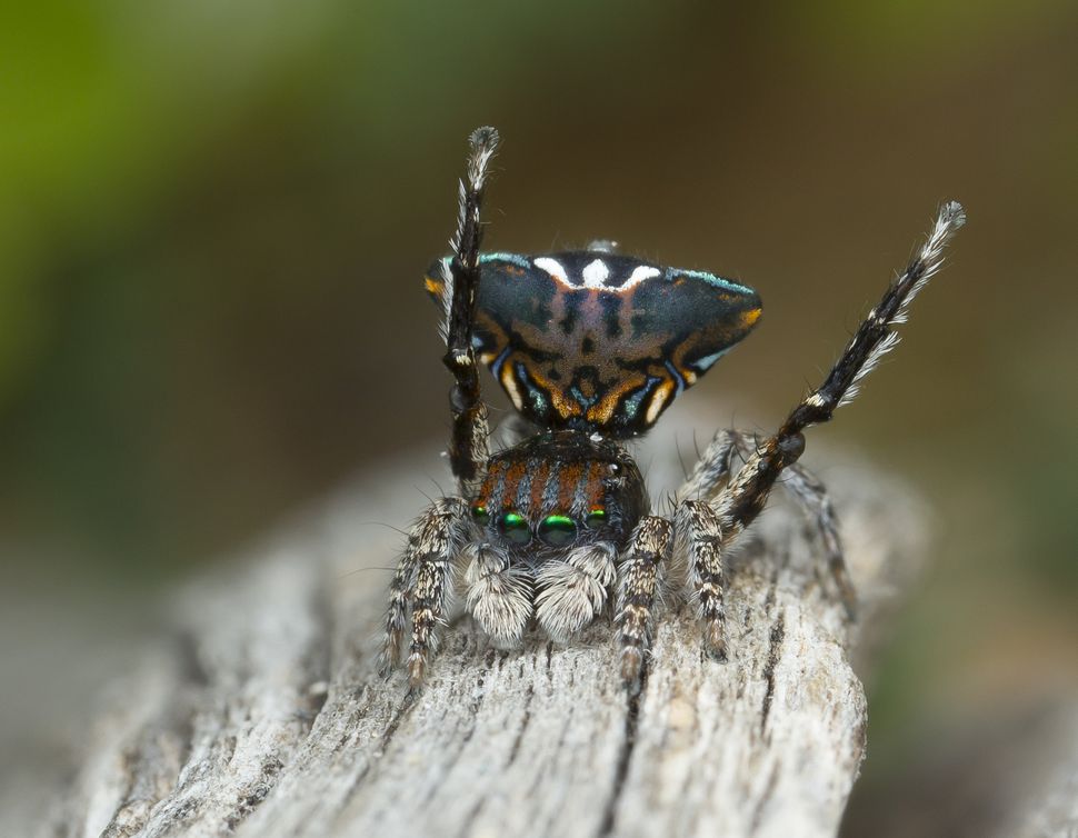 You're Not Seeing Things, These Spider Butts Look Like Faces | Live Science