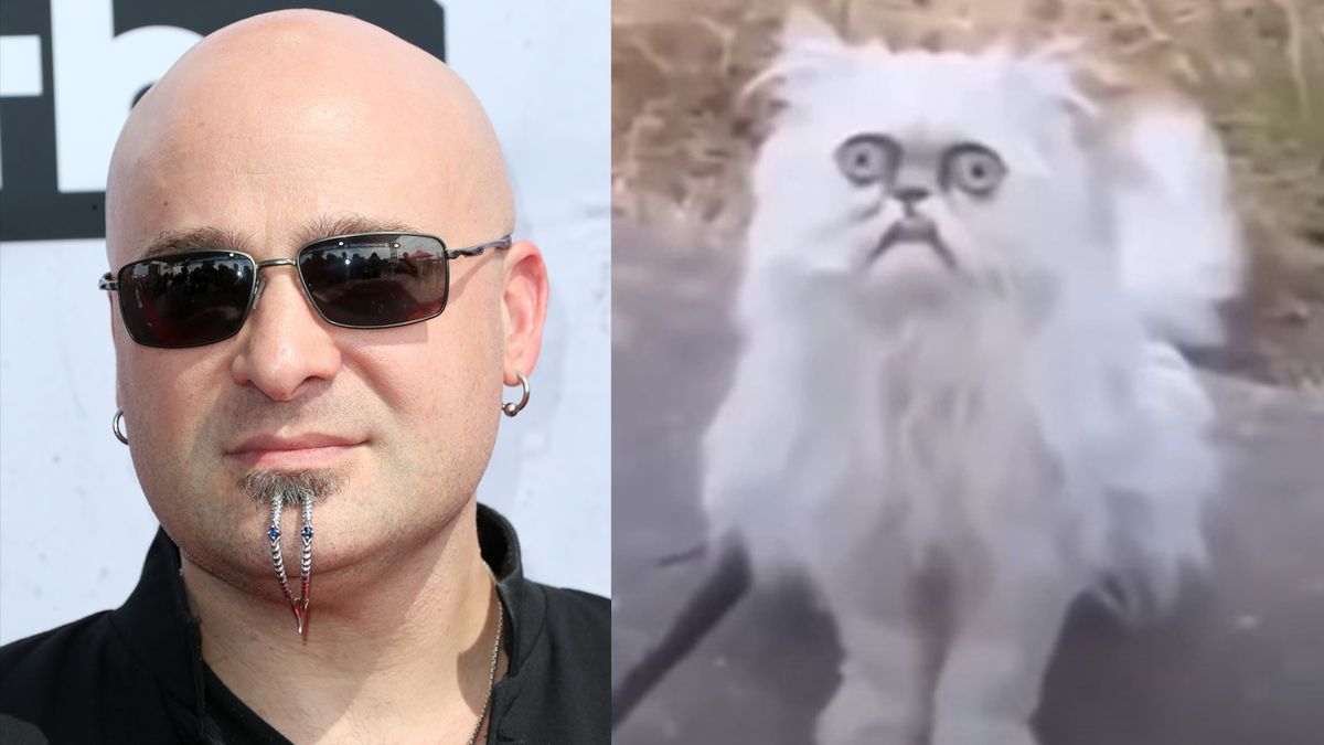 Cats losing their sh*t to Down With The Sickness | Louder