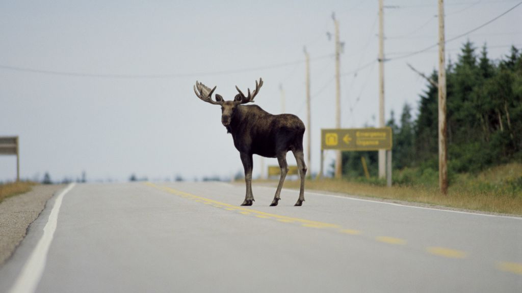 Wildlife safety: 8 tips for surprise encounters | Advnture