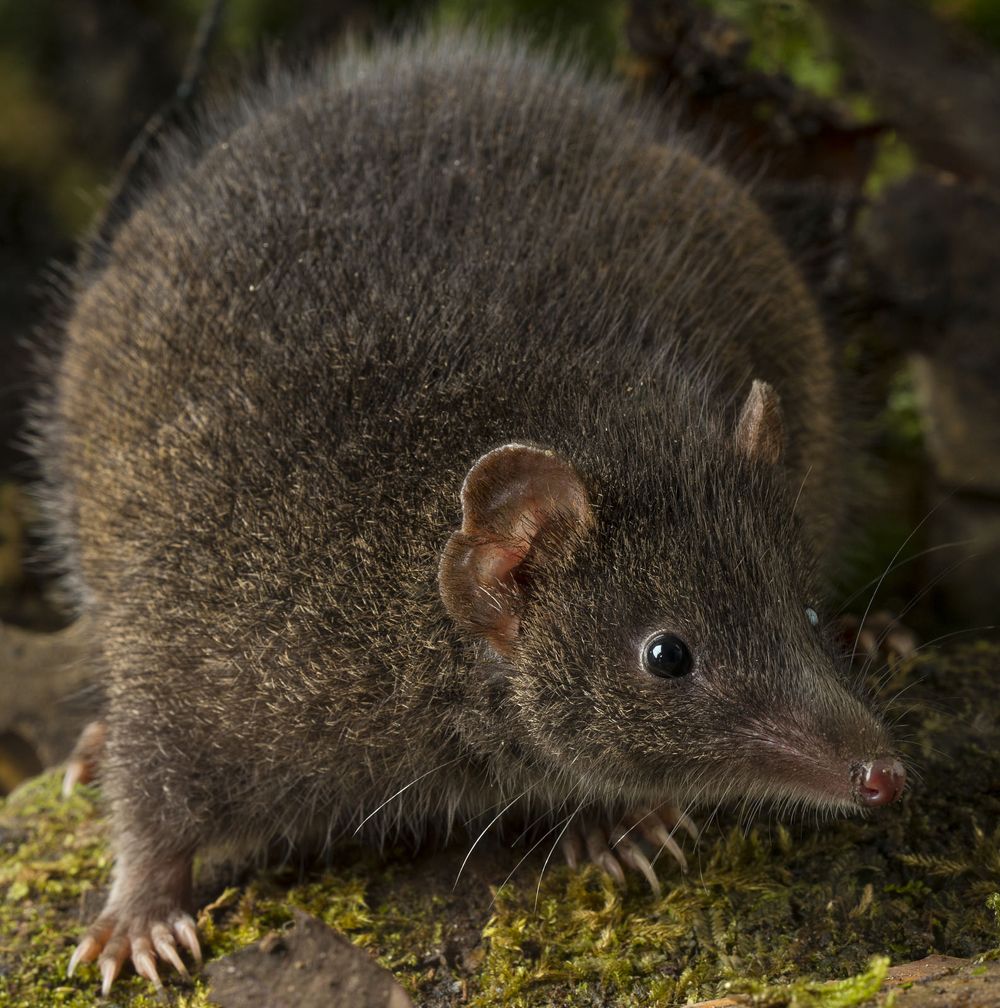 Antechinus Photos: New Marsupials Die for Sex | Live Science
