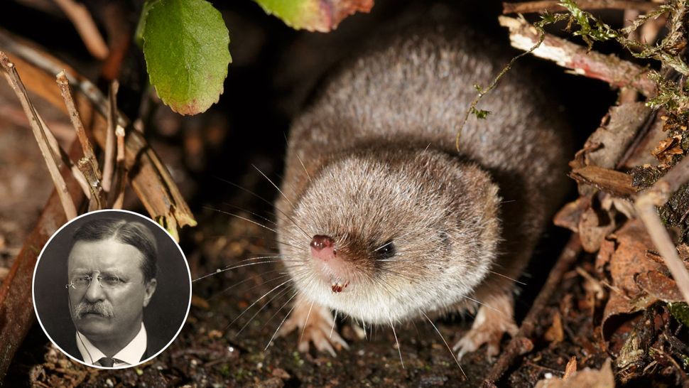 11 Animals Named After US Presidents | Live Science