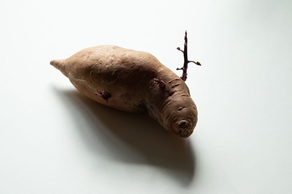 Potato getting a lockdown haircut wins Potato Photographer of the Year ...