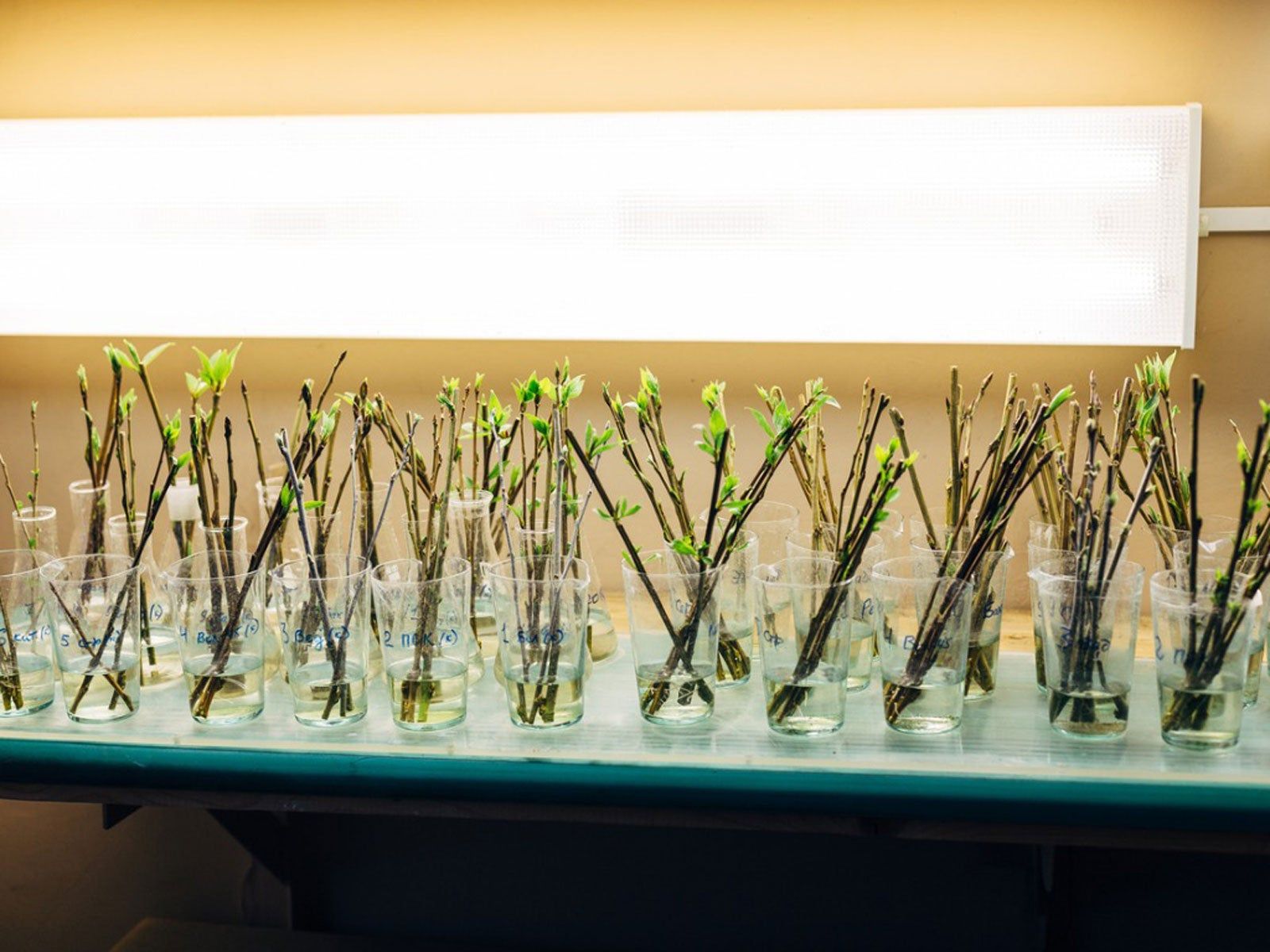 Rooting Plant Cuttings: How To Start Plants From Cuttings | Gardening ...