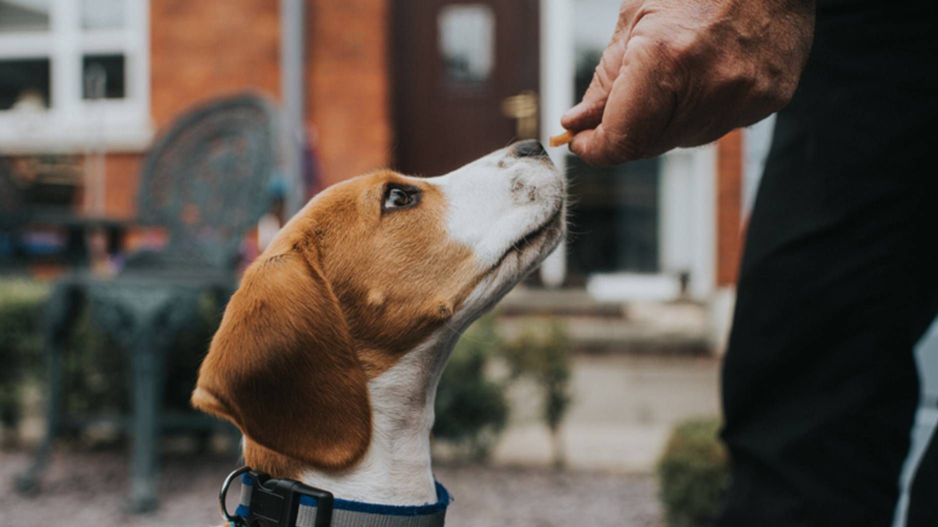 Training dogs with treats: How to reinforce good behavior the right way ...