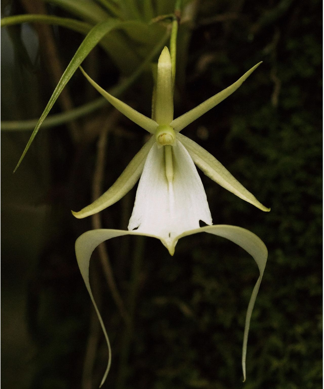 What is a ghost orchid? Experts reveal all with growing tips | Homes and Gardens