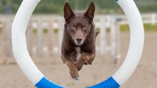 Highest jumping dogs: 20 that can reach impressive heights | PetsRadar