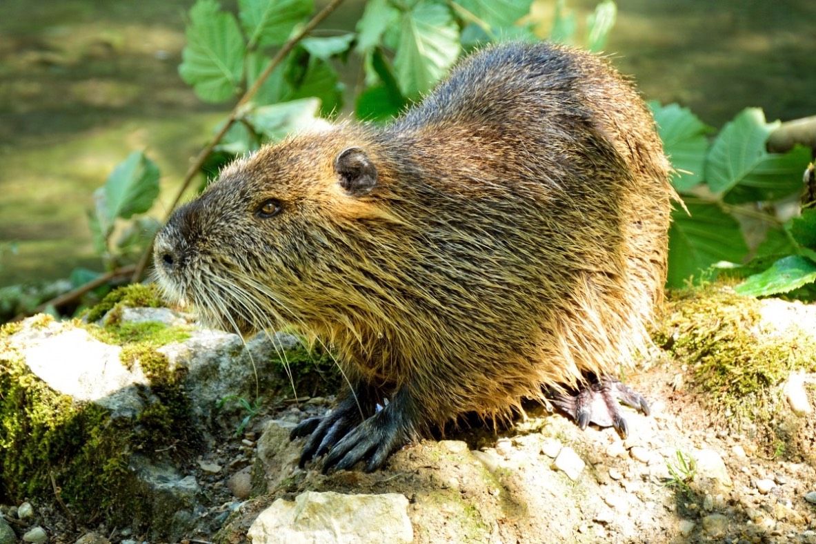 Baby beaver born in Norfolk for the first time in 600 years | The Week