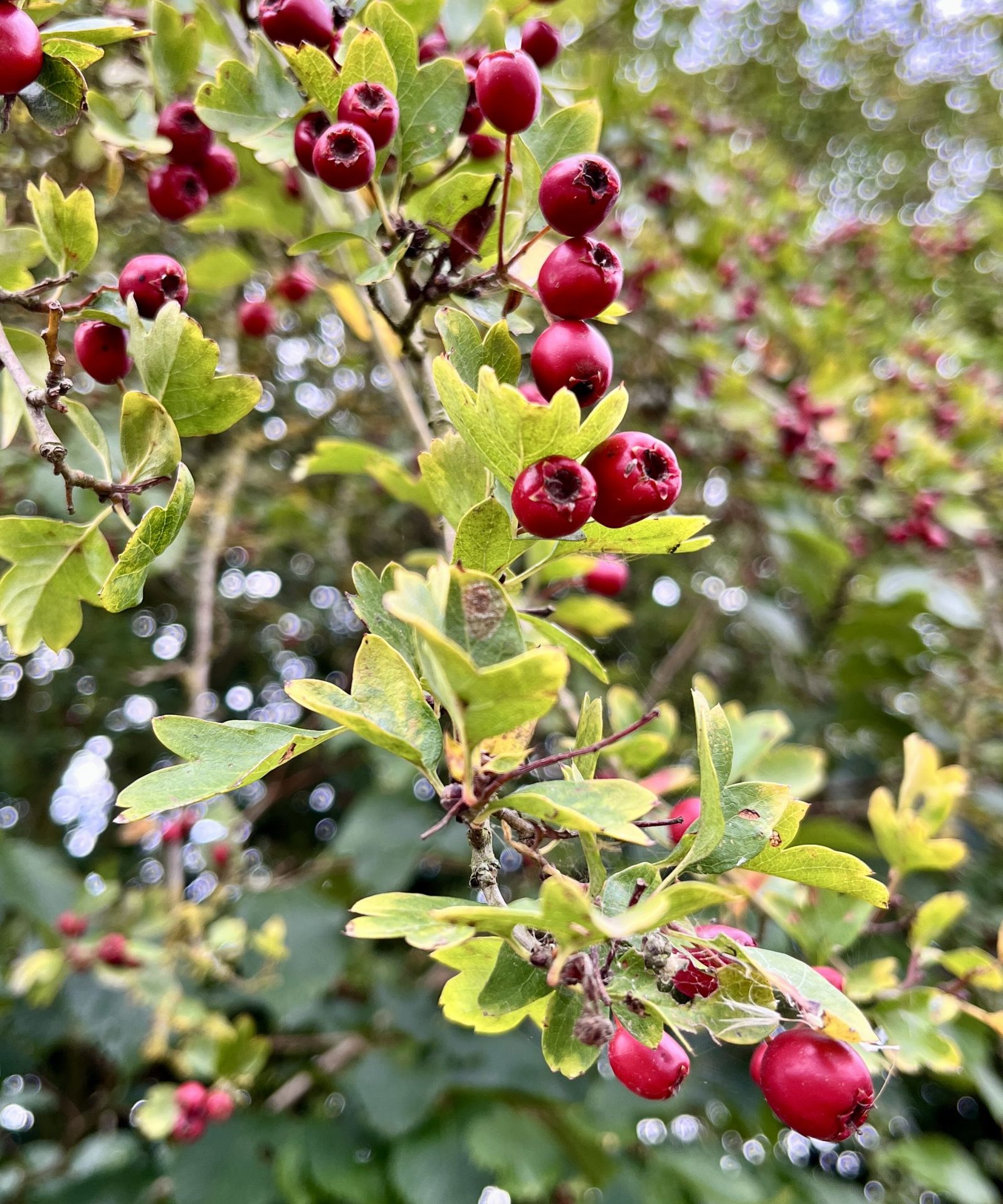 5 hedge plants that thrive on neglect: expert garden advice | Homes and ...