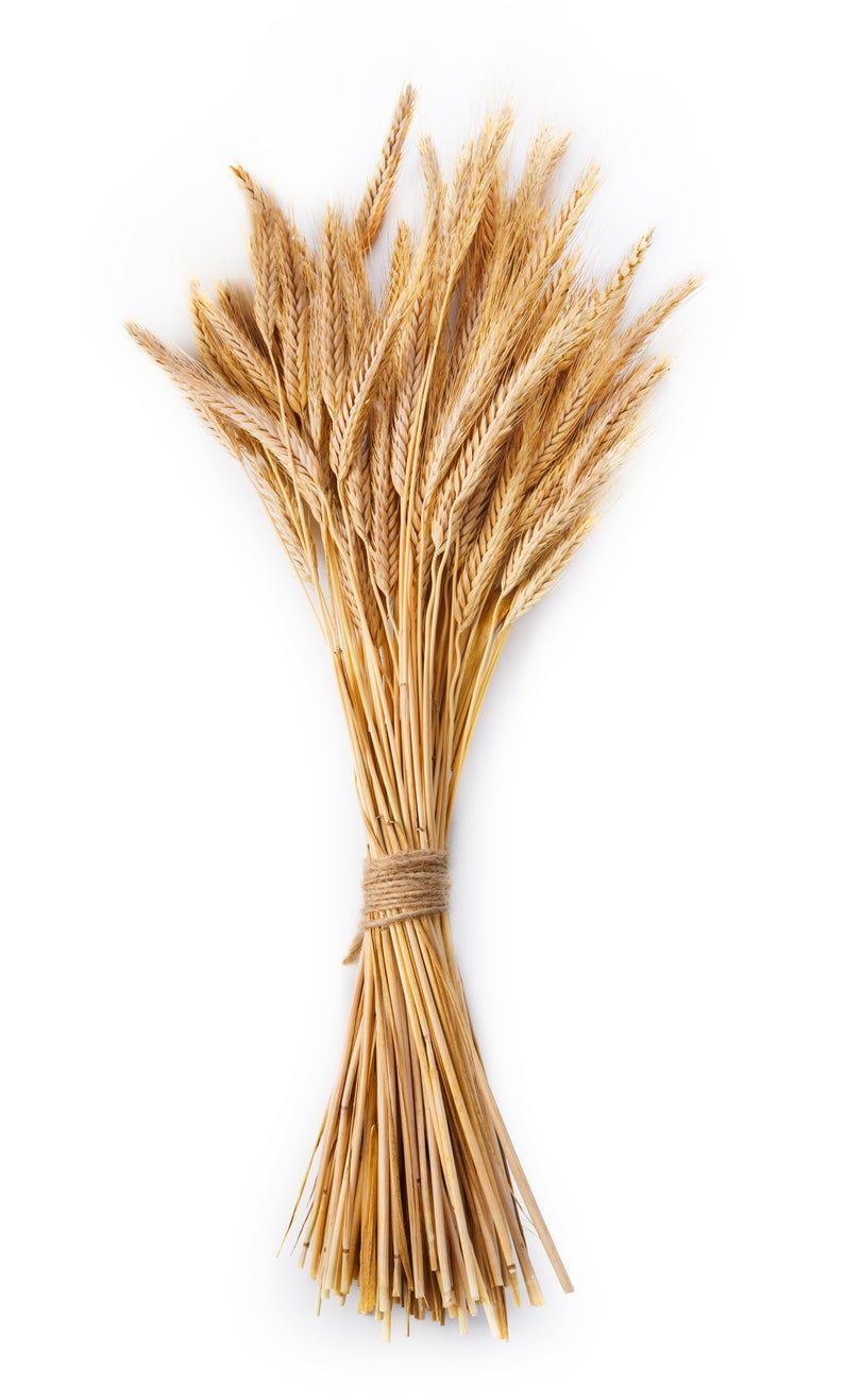 What Are Small Grains: Learn About Growing Small Grains In The Garden ...