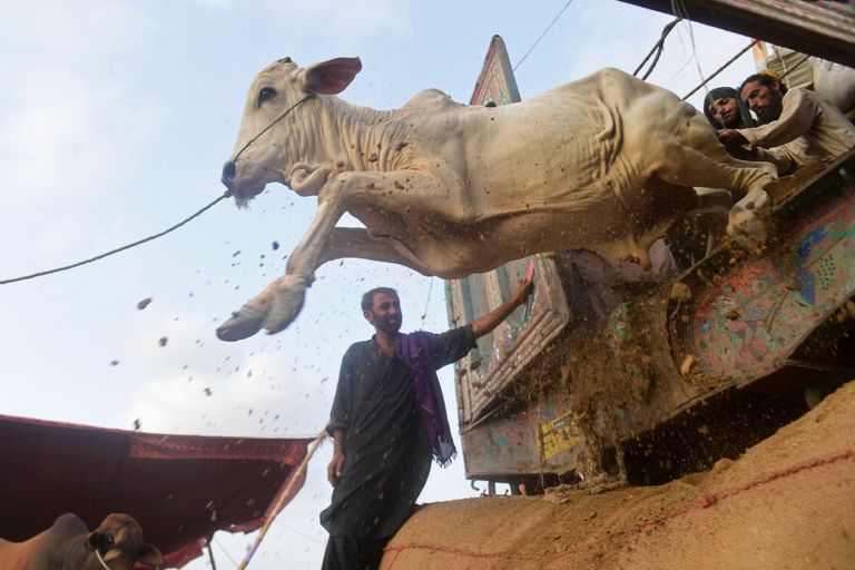 A very large Alice, a leaping cow, and more | The week's best ...