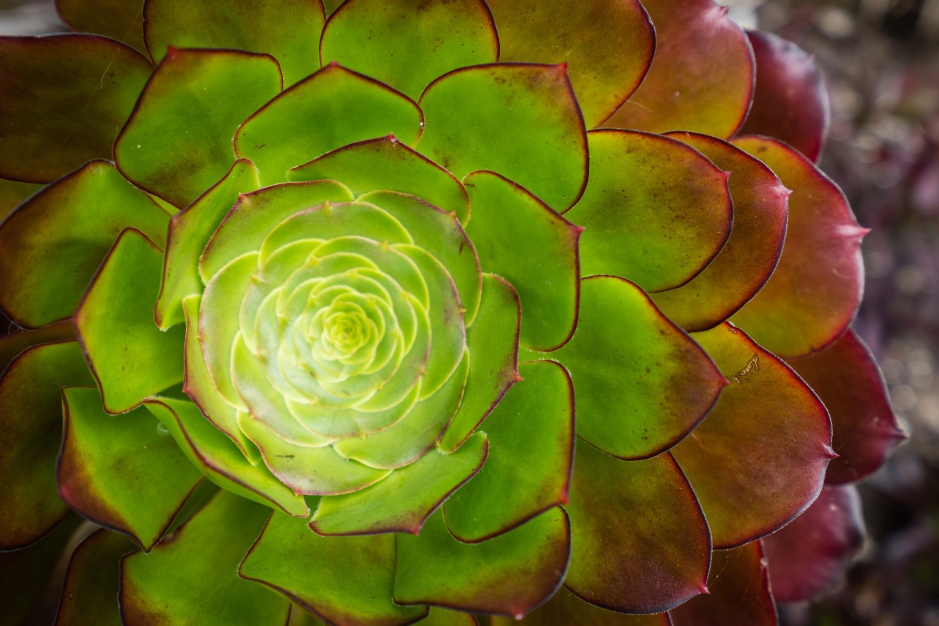 Alan Titchmarsh: The best succulents to grow in your garden, and how to ...