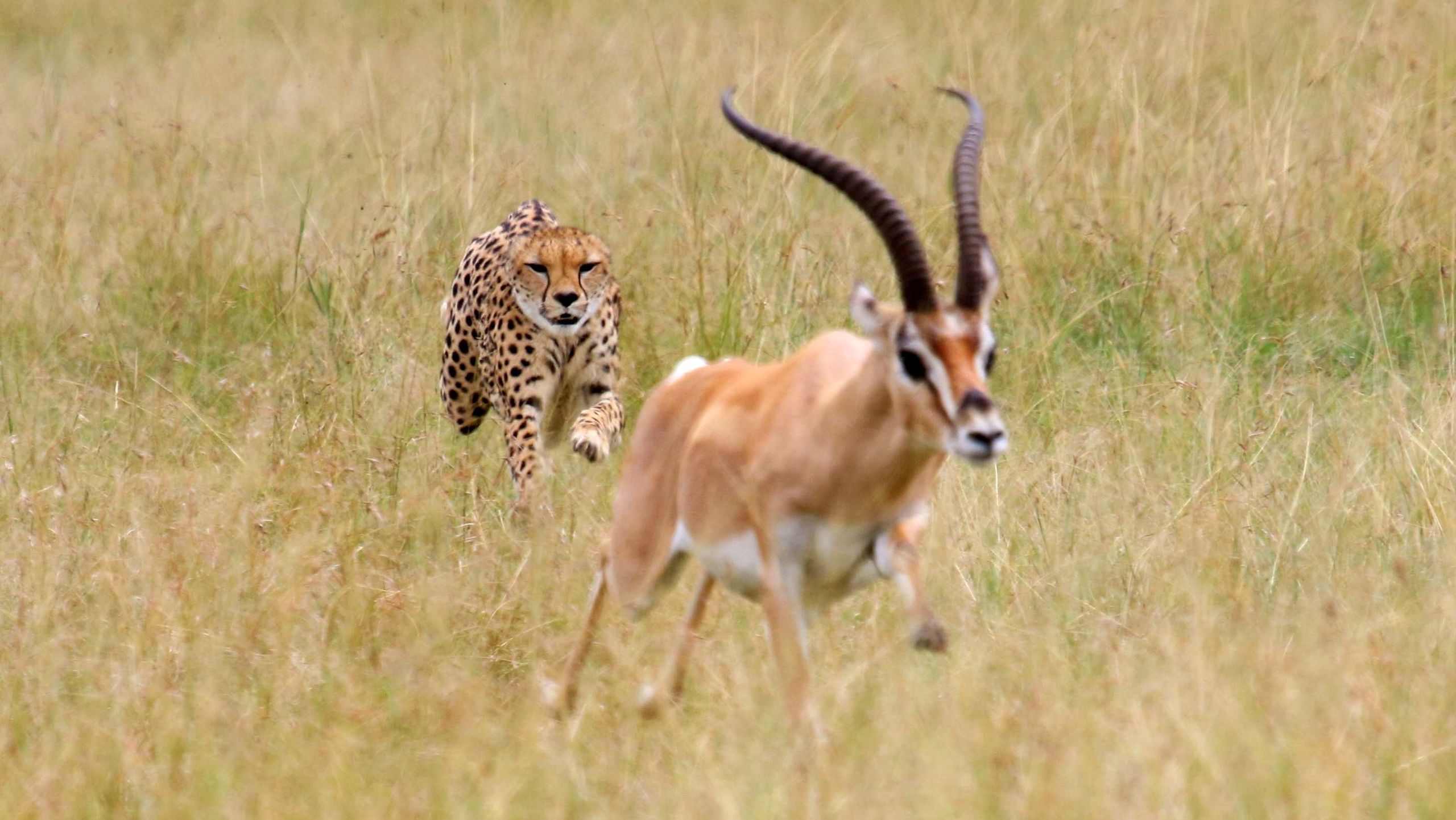 The world’s fastest animals | Live Science