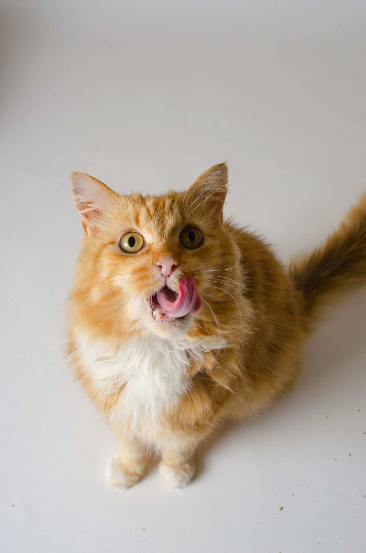 Home photography ideas: Capture cat portraits worthy of a studio ...