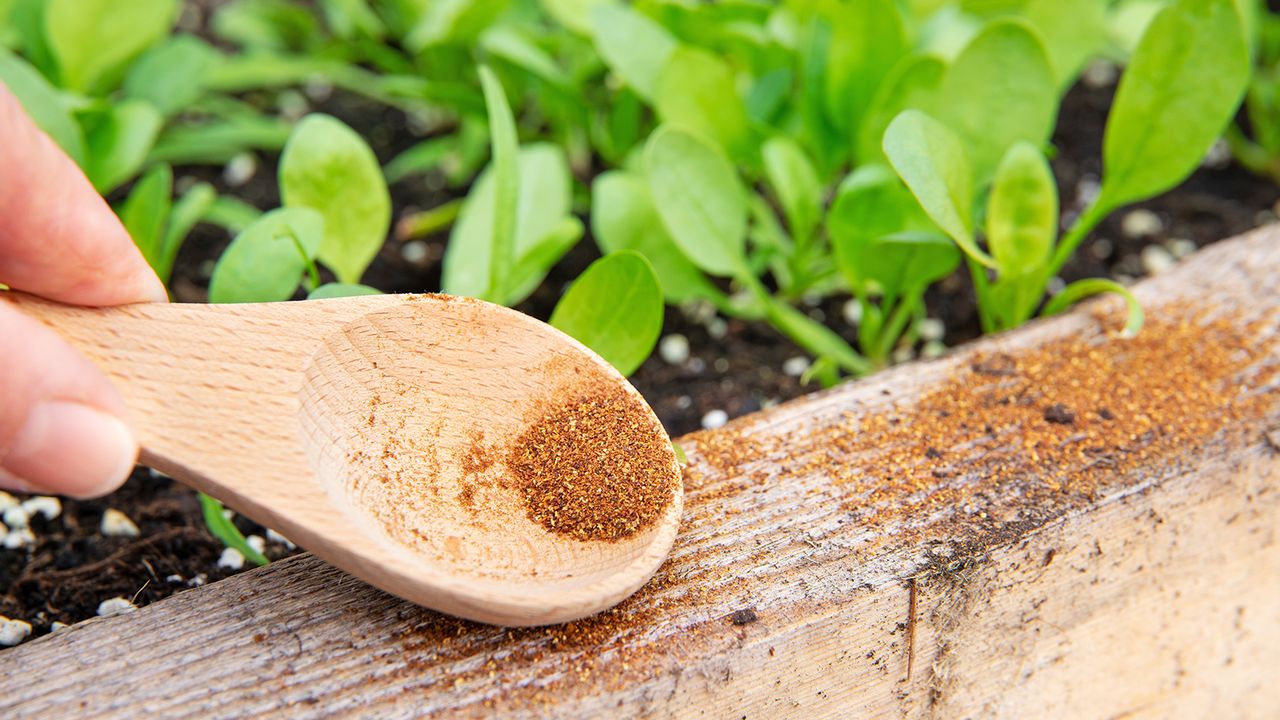 This common kitchen spice is a universal pest deterrent | Gardening ...