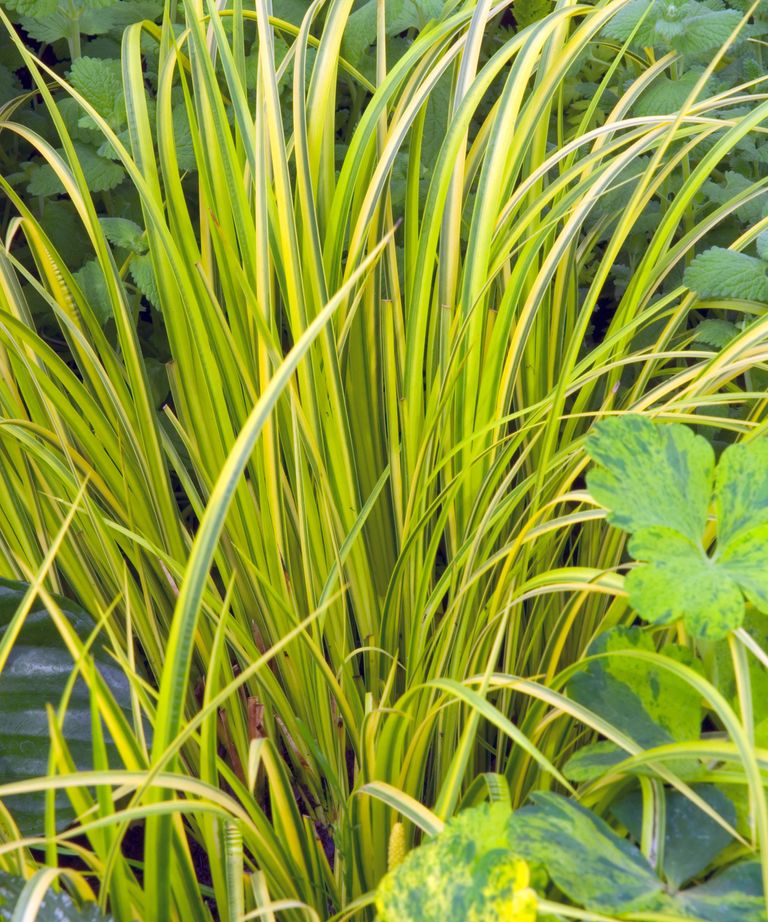 Bog plants: 15 moisture-loving plants for damp areas | Gardeningetc
