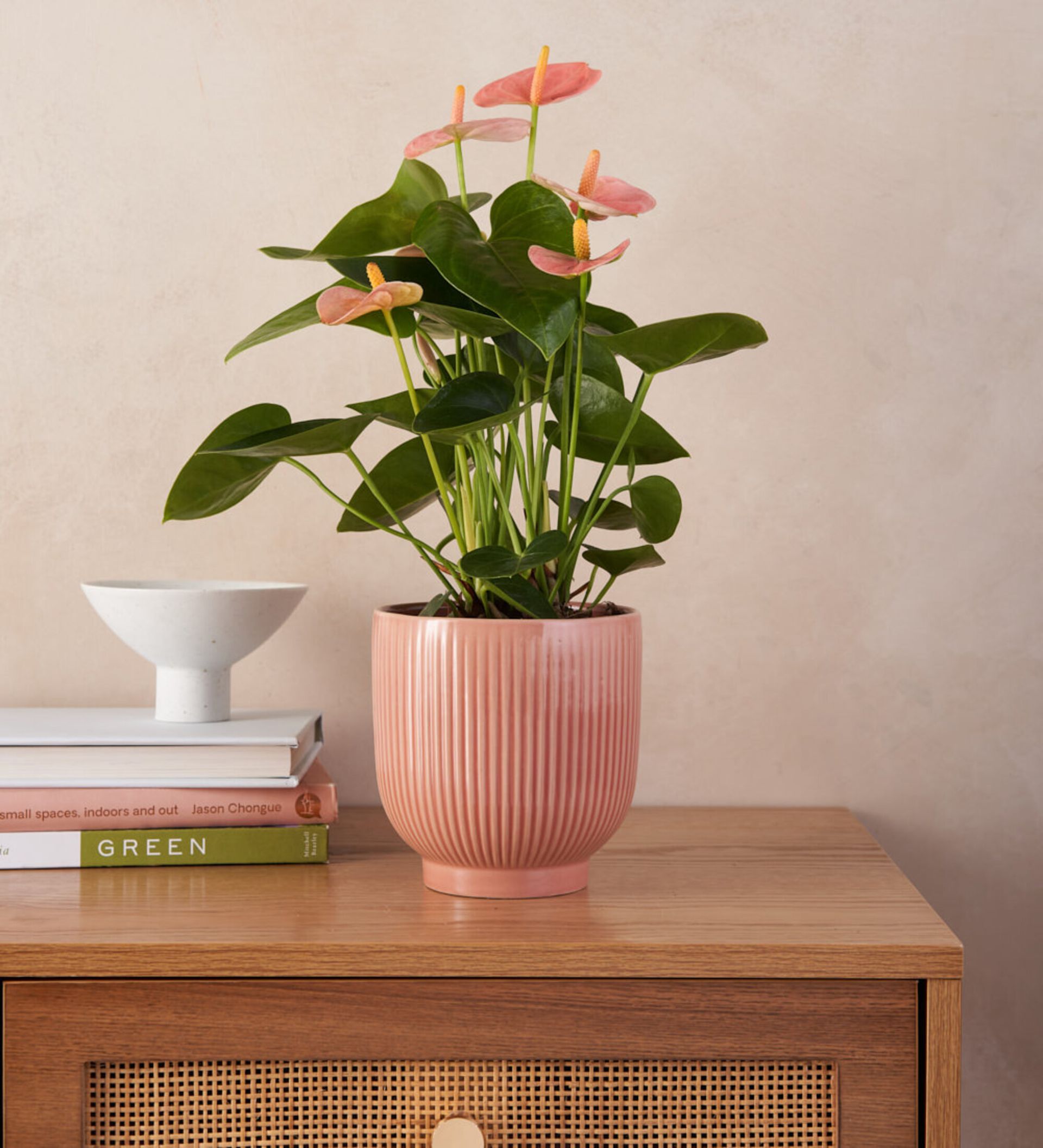 Perfect pink houseplants to add a pop of color to your home | Livingetc