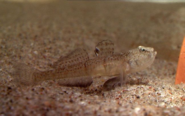 Why Parents Eat Their Young, Especially the Big Ones | Live Science