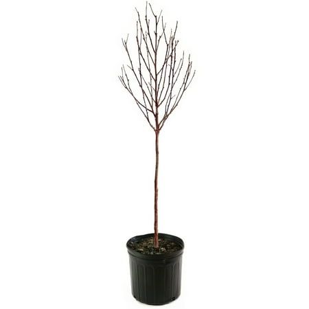 Best trees for water absorption: for wet soil and flooding | Homes and ...