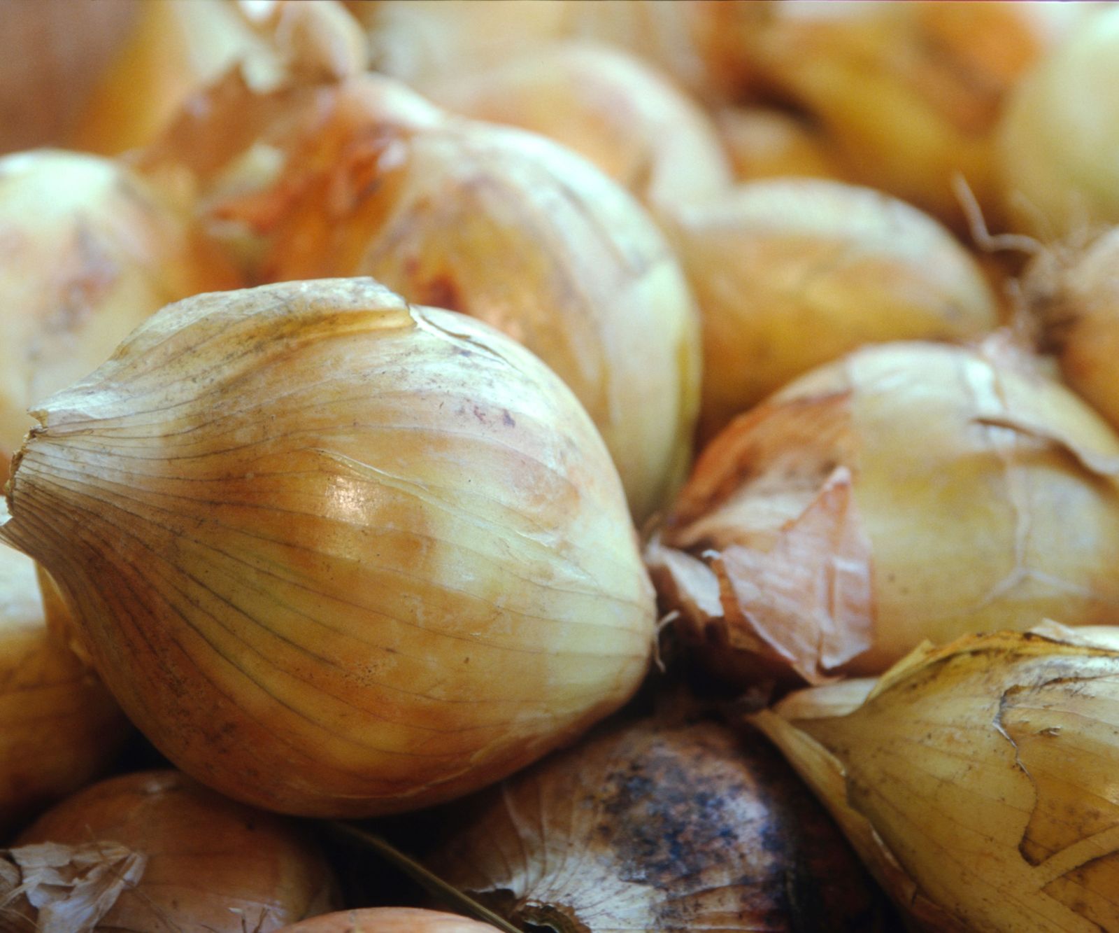 Types of onions: the best varieties for your vegetable patch | Homes ...