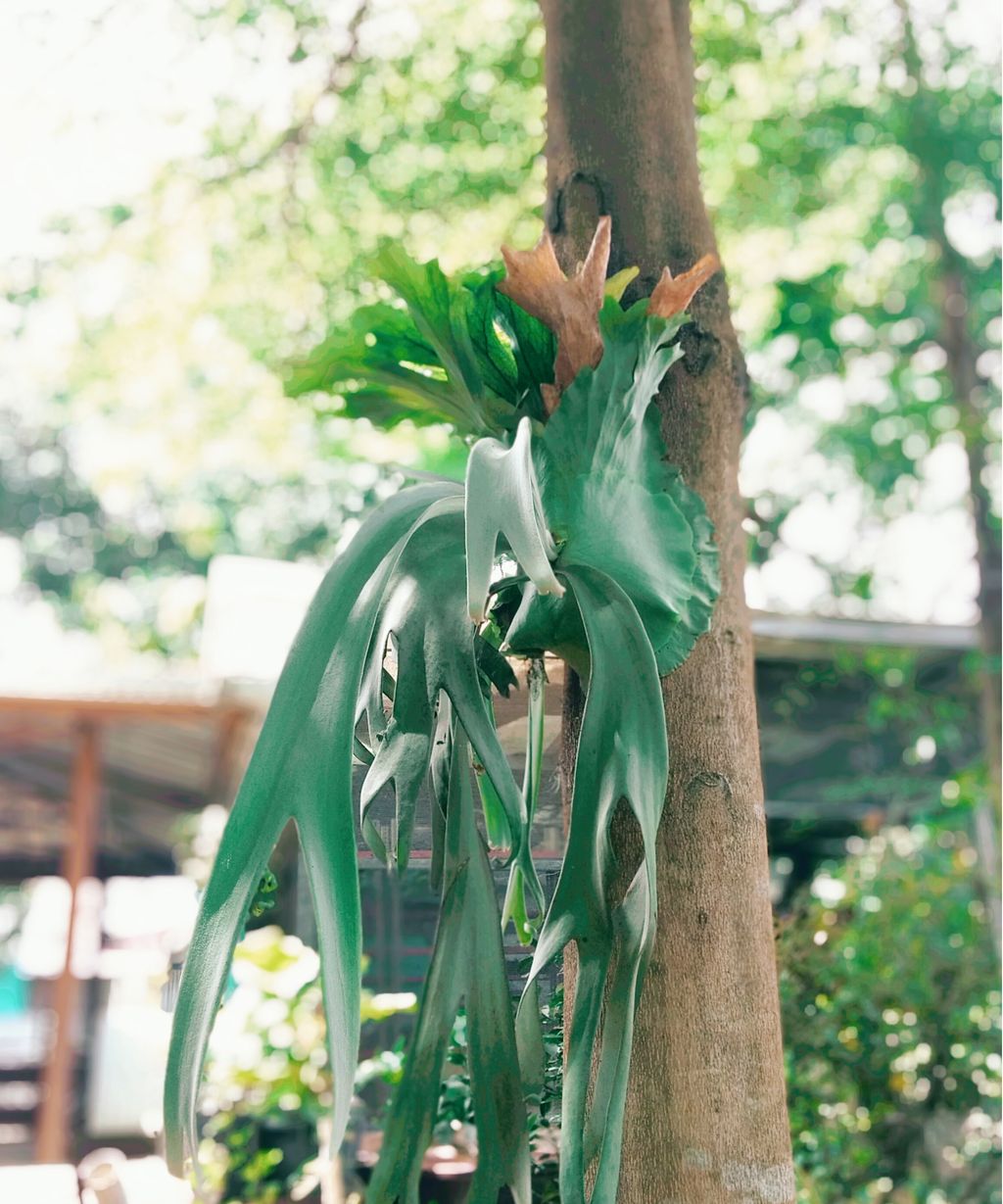 Staghorn fern care: 5 expert tips for this leafy houseplant | Homes and ...