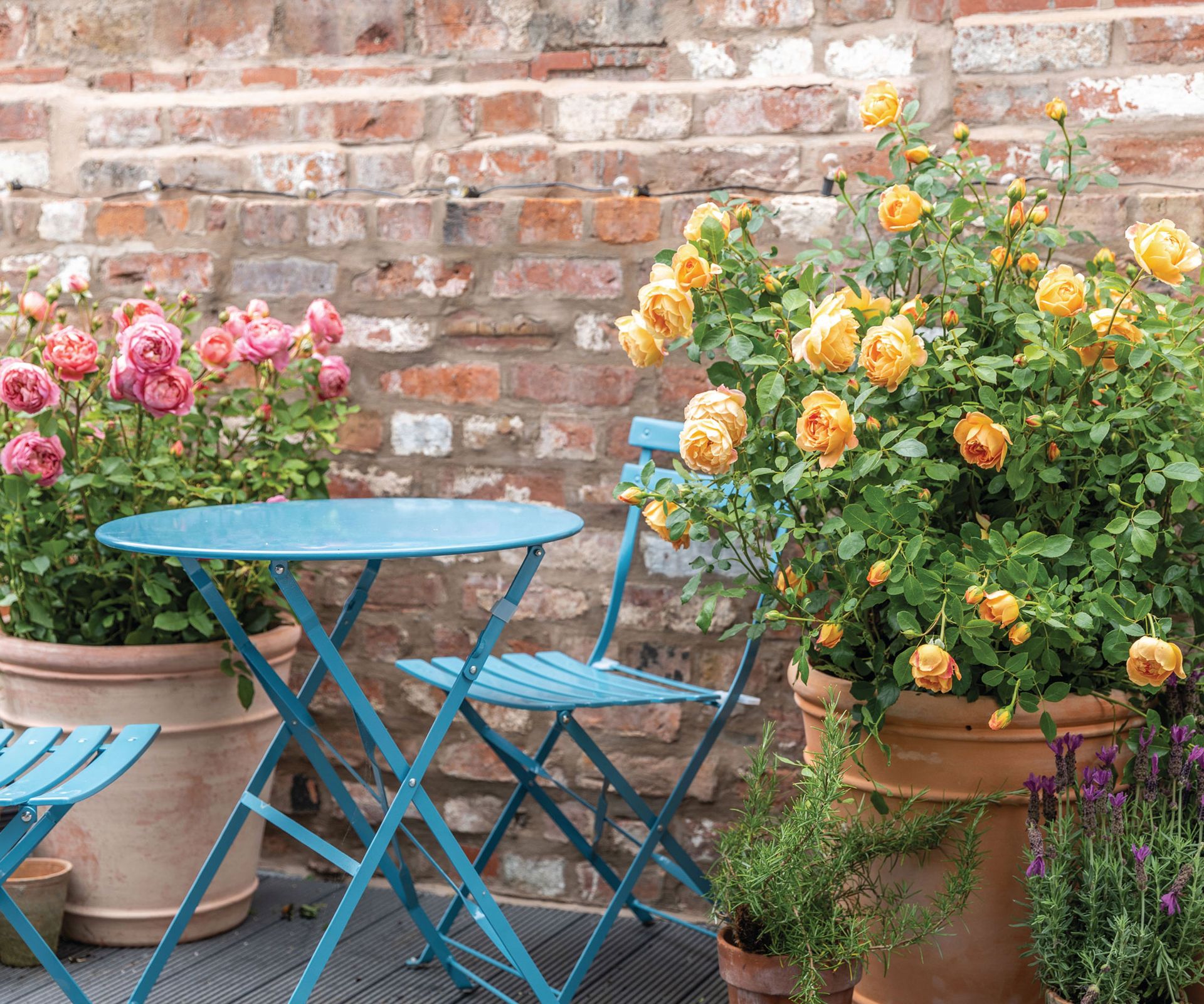 Landscaping with roses: 8 techniques to try | Homes and Gardens