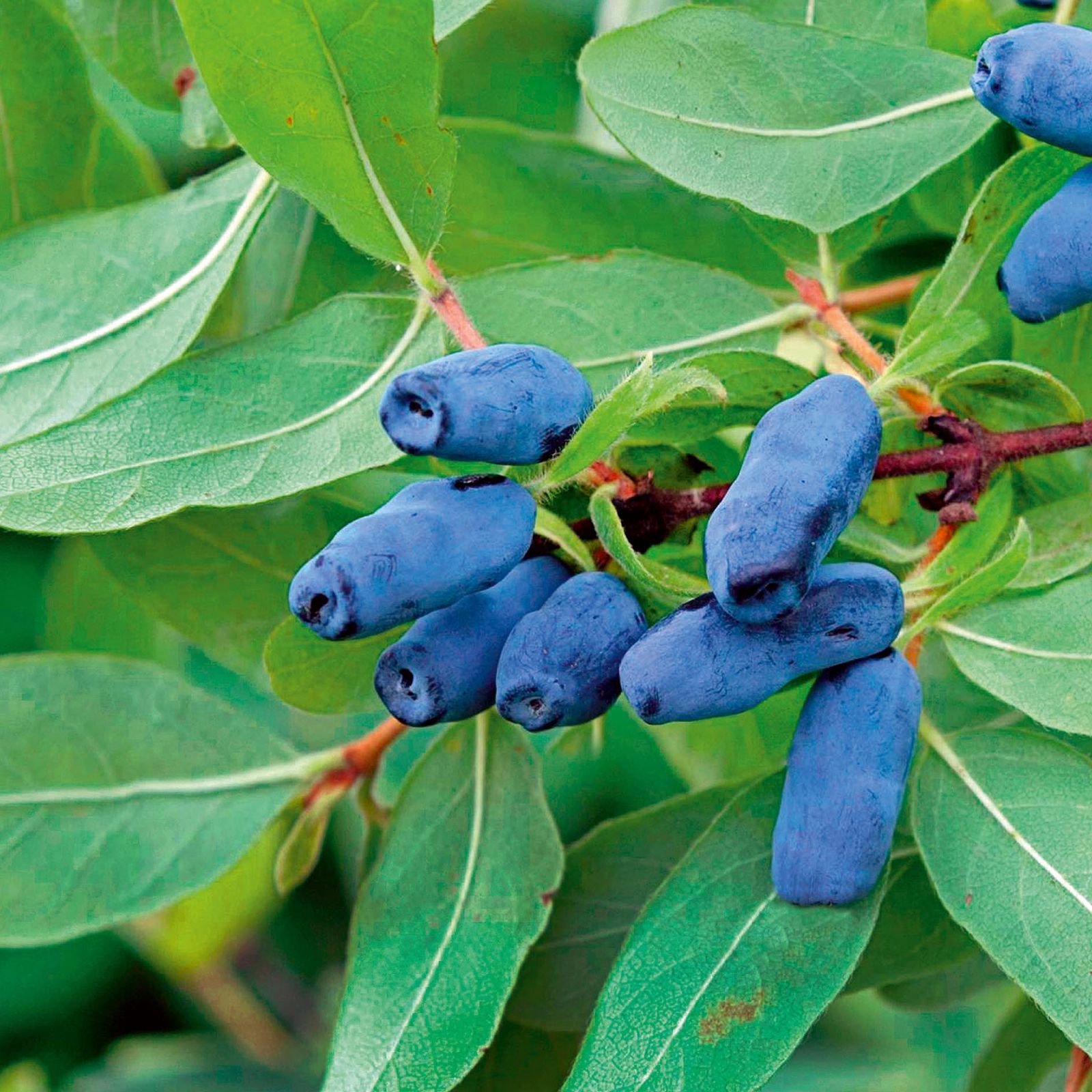 Nine unusual berries that you should be growing in your garden, from ...