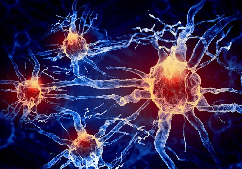 Real-Life Mind Meld? Scientists Link Animal Brains | Live Science