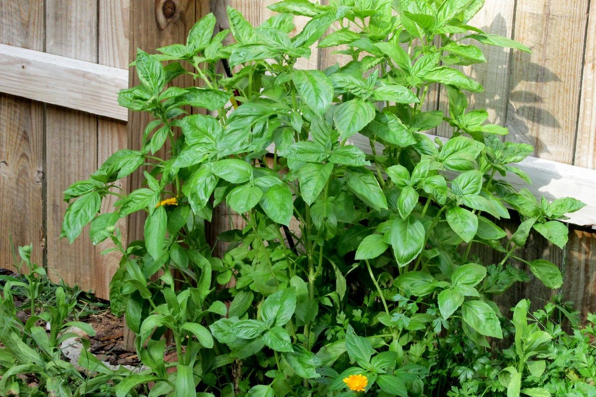 Nufar Basil Plant Info: Learn How To Grow Nufar Basil In The Garden ...