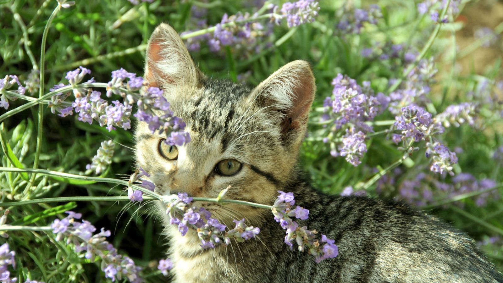 7 cat-repellent plants: expert care and placement tips | Homes and Gardens