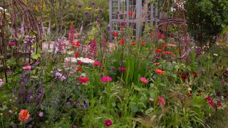 How to pinch out cosmos and get more flowers from your plants | Homes ...