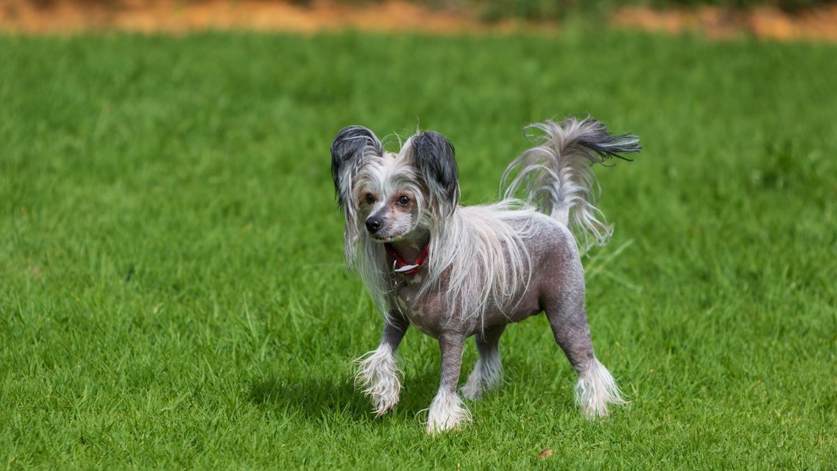 Unusual dog breeds that will stop you in your tracks | PetsRadar