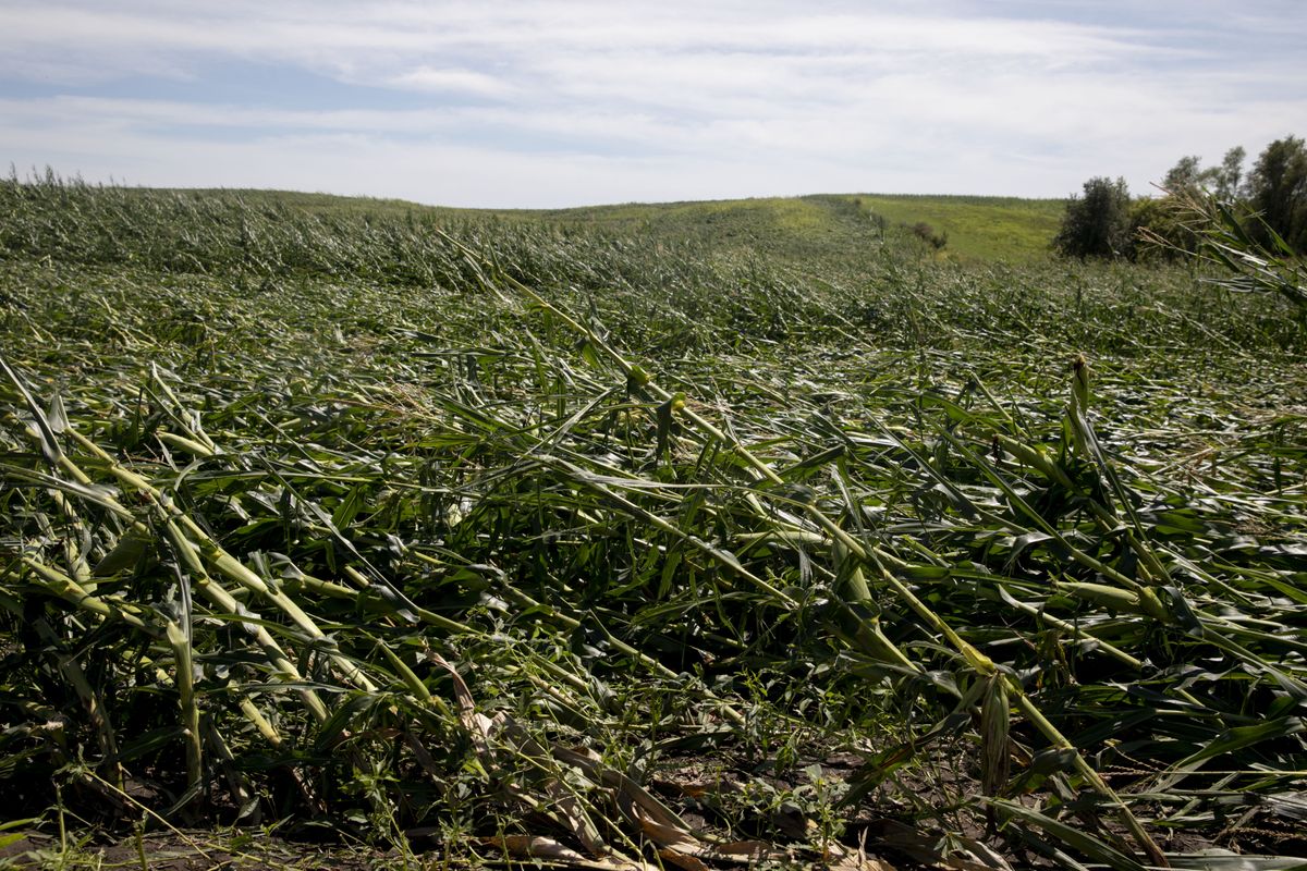 Hurricane-force storm in Iowa flattens 10 million acres of crops | The Week