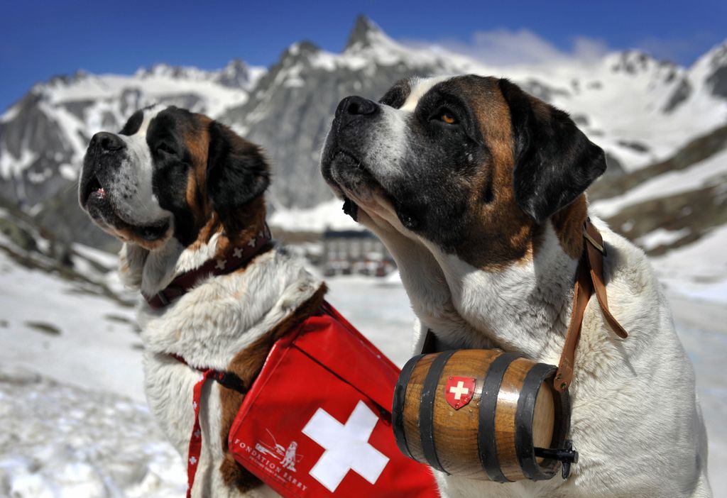 The Alpine rescue dog built for blizzards, bred by monks | Country Life