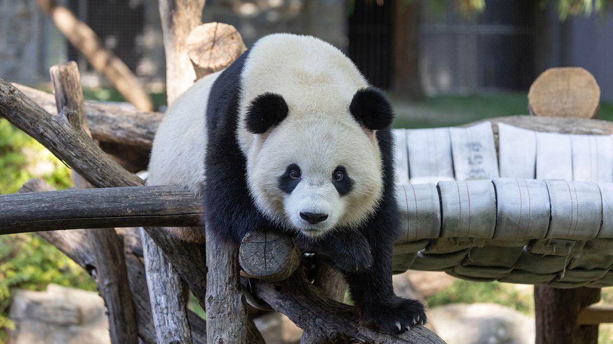The Panda Cam is back! A popular (and adorable) livestream returns as ...