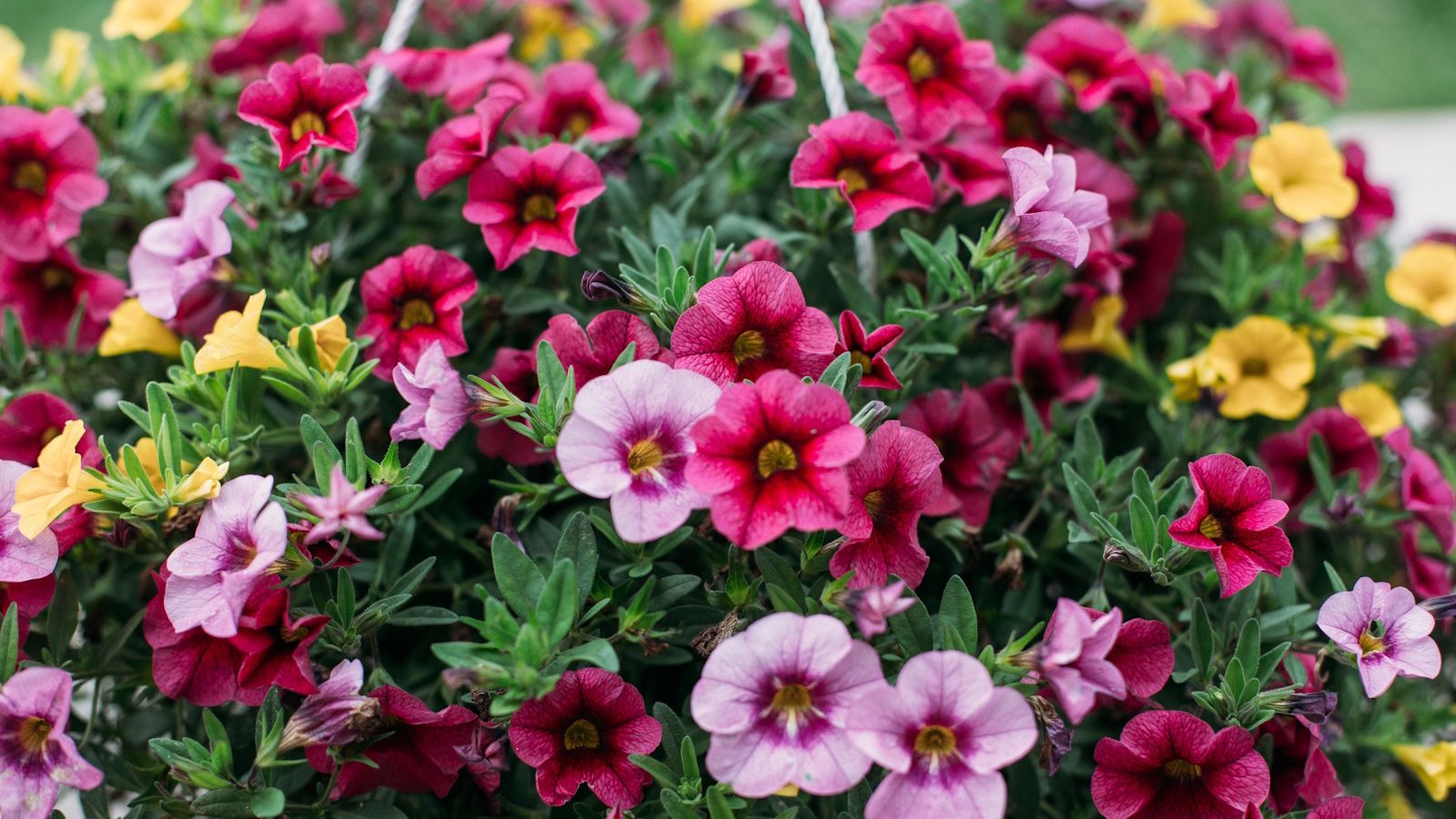 Best plants for hanging baskets: 18 stunning ideas