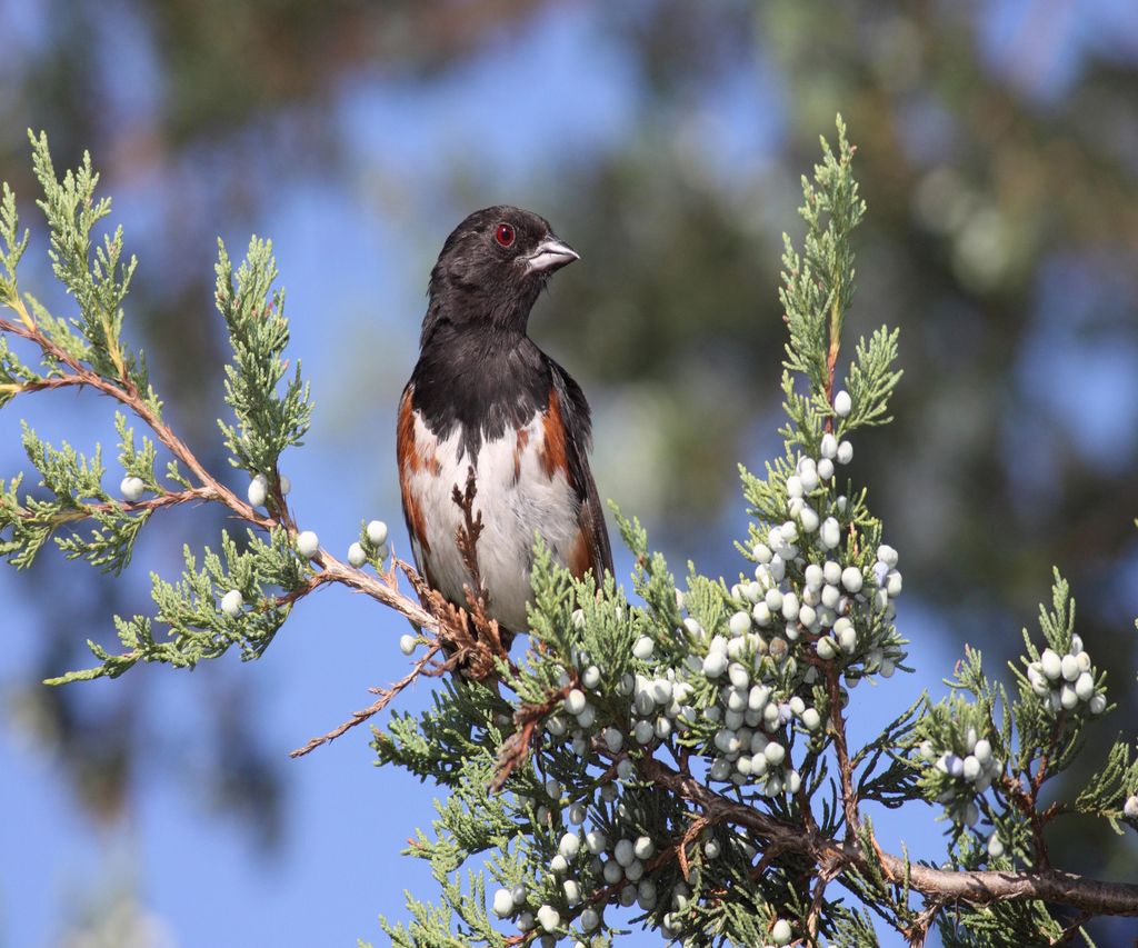Best trees for wildlife: 10 tree species garden wildlife will love ...