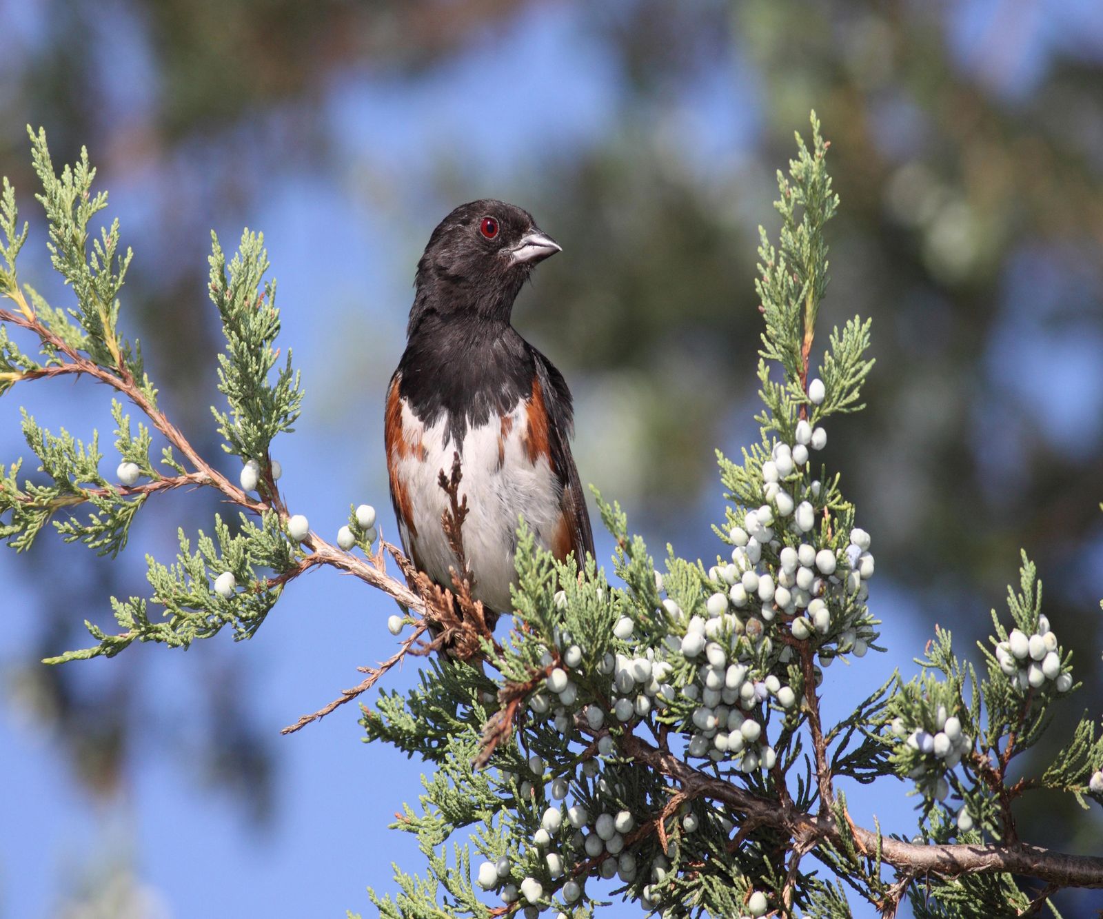 Best trees for wildlife: 10 tree species garden wildlife will love ...