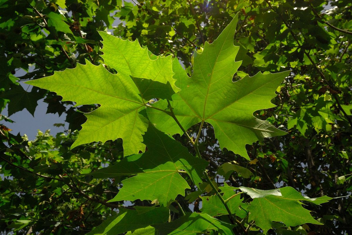 Rooting Plane Tree Cuttings: How To Grow A Plane Tree From Cuttings ...