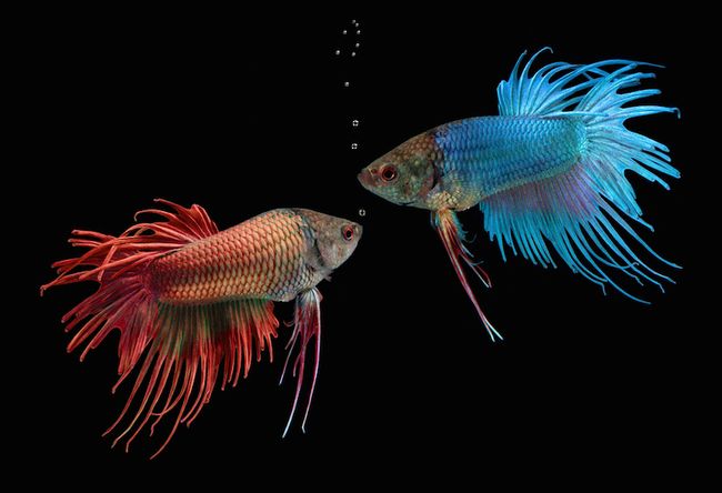 Why Don't Fish Have Necks? | Live Science