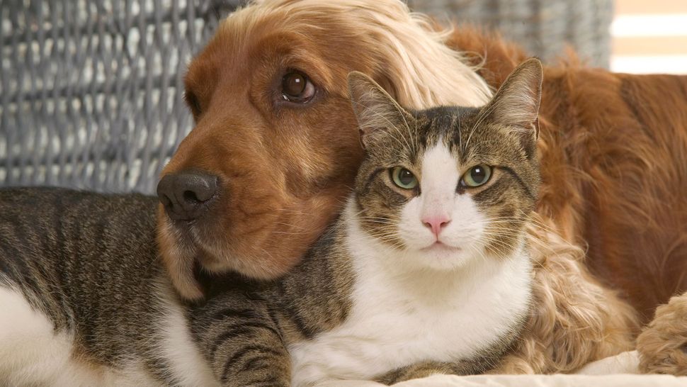 32 reasons why cats are better pets than dogs | PetsRadar