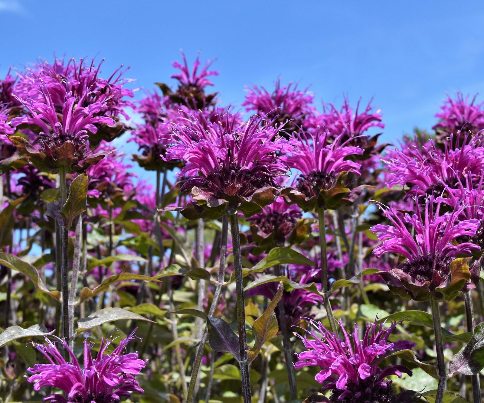 7 Best Plants For Frogs: Attract More Froggies To Your Pad! | Gardening Know How