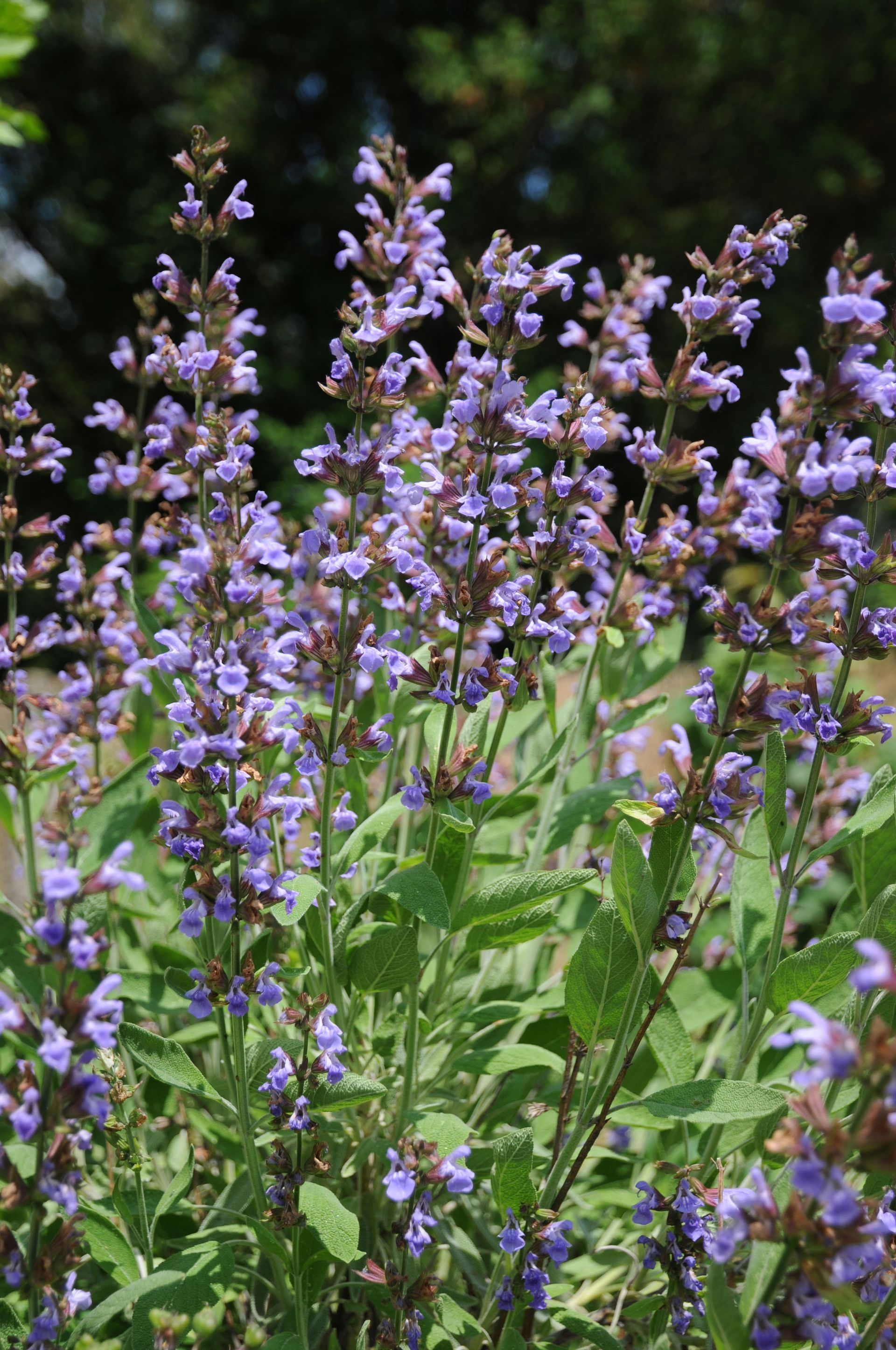 Best fly repellent plants: 10 plants to keep pests away | Homes and Gardens