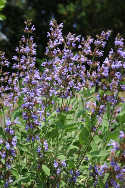 Trap plants – everything you need to know | Homes and Gardens