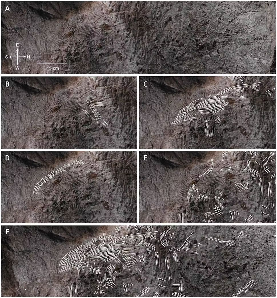 'Such caves weren't used for ordinary living': Rare finger grooves from ...