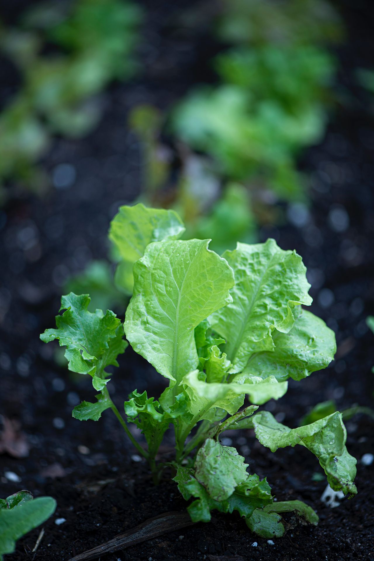 How to grow lettuce: plant and care for lettuce varieties | Homes and ...