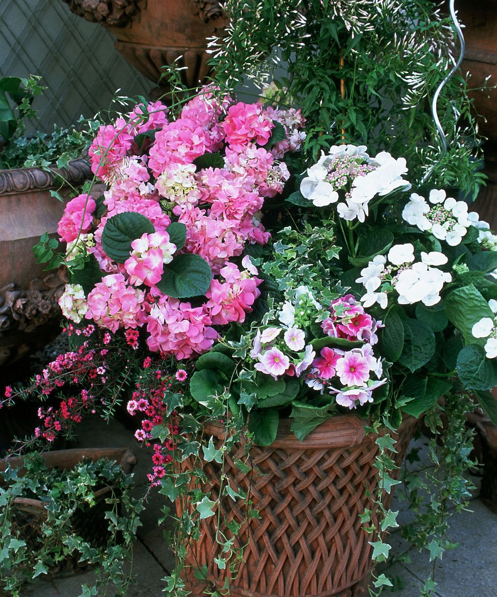 How to grow jasmine: expert tips on growing this scented climber ...