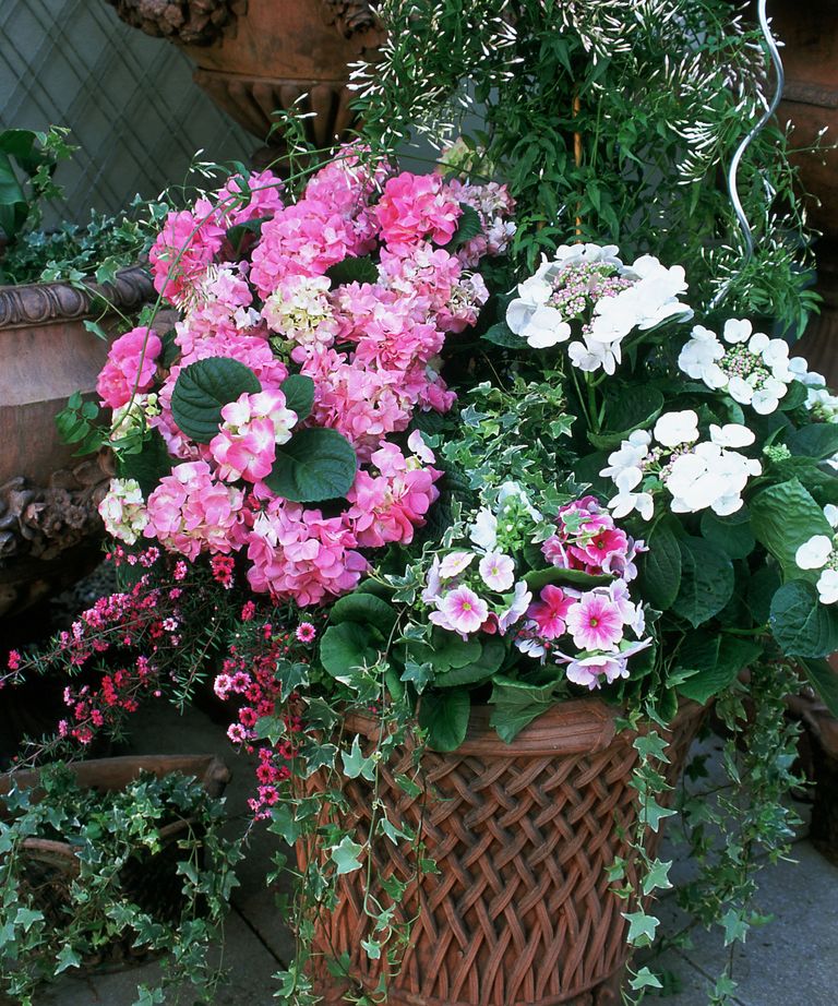 How to grow jasmine: expert tips on growing this scented climber ...