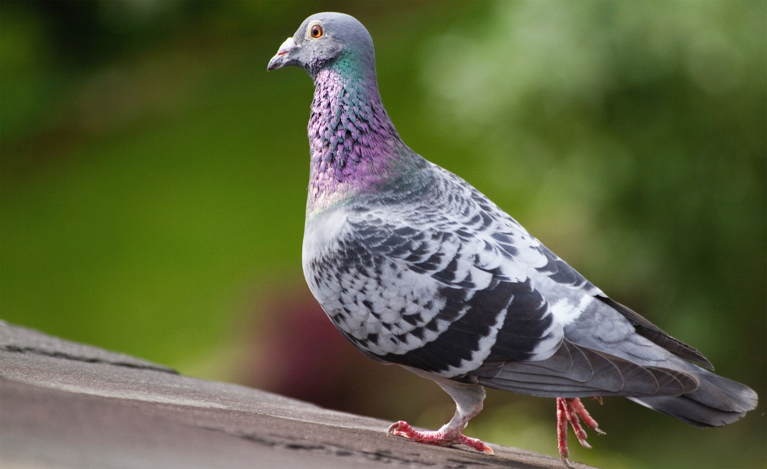 'Joe the Pigeon' gets reprieve from death, after leg band found to be ...