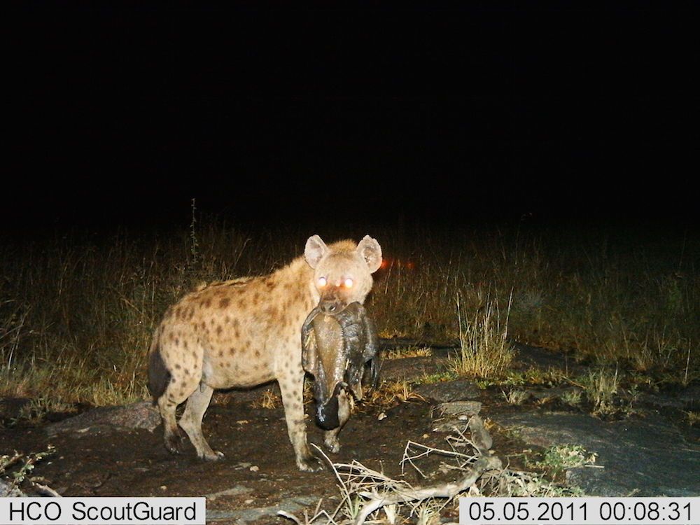 Photos: Wild Animals of the Serengeti | Live Science